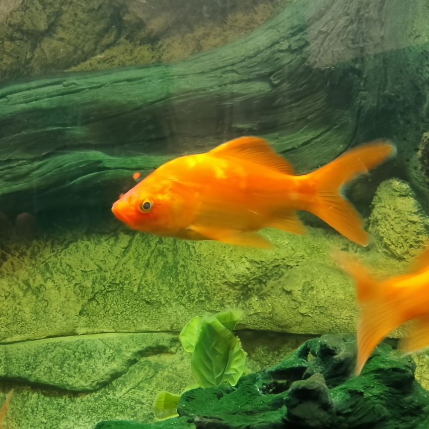 Золотые рыбки