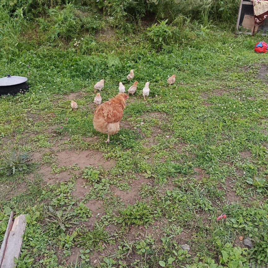 Продам, курицу с цыплятами
