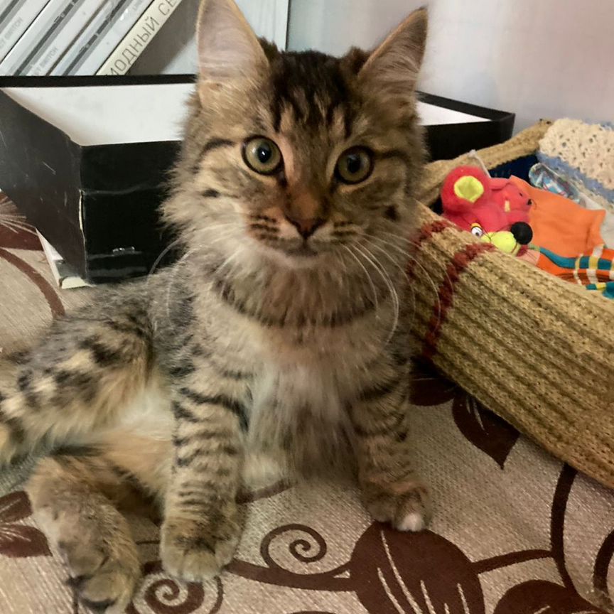 Котенок 4мес