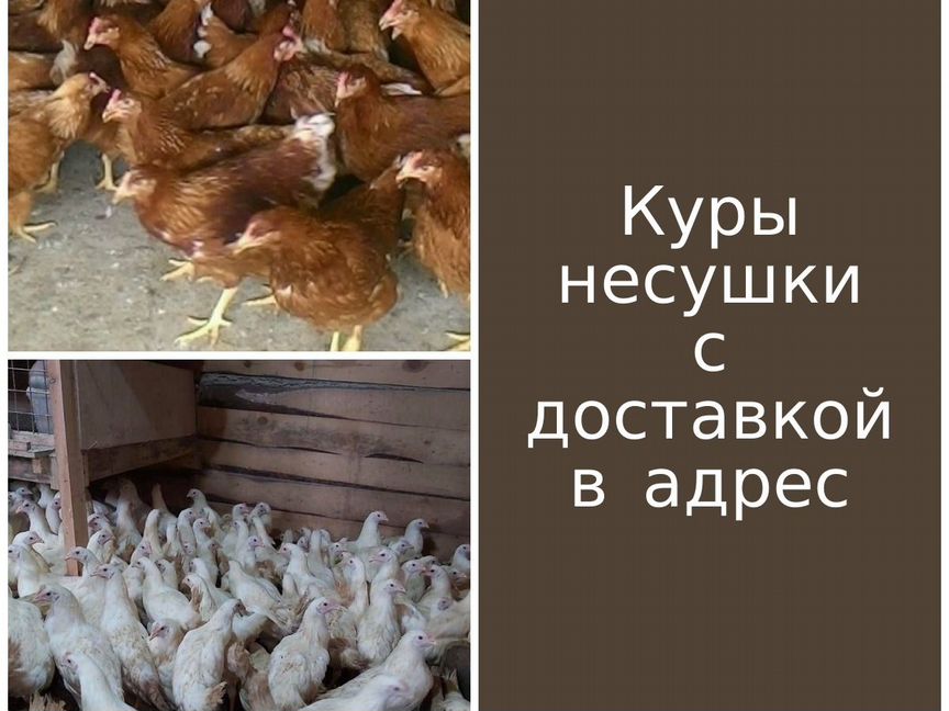Куры несушки в ассорт