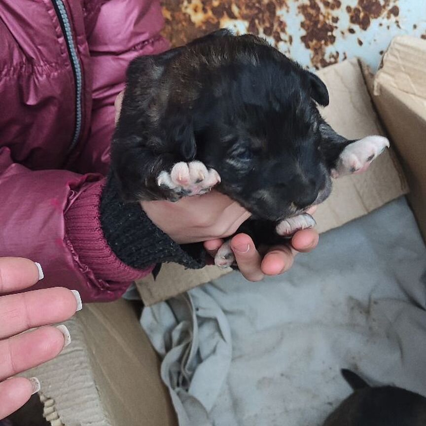 Щенки замерзают на дачах