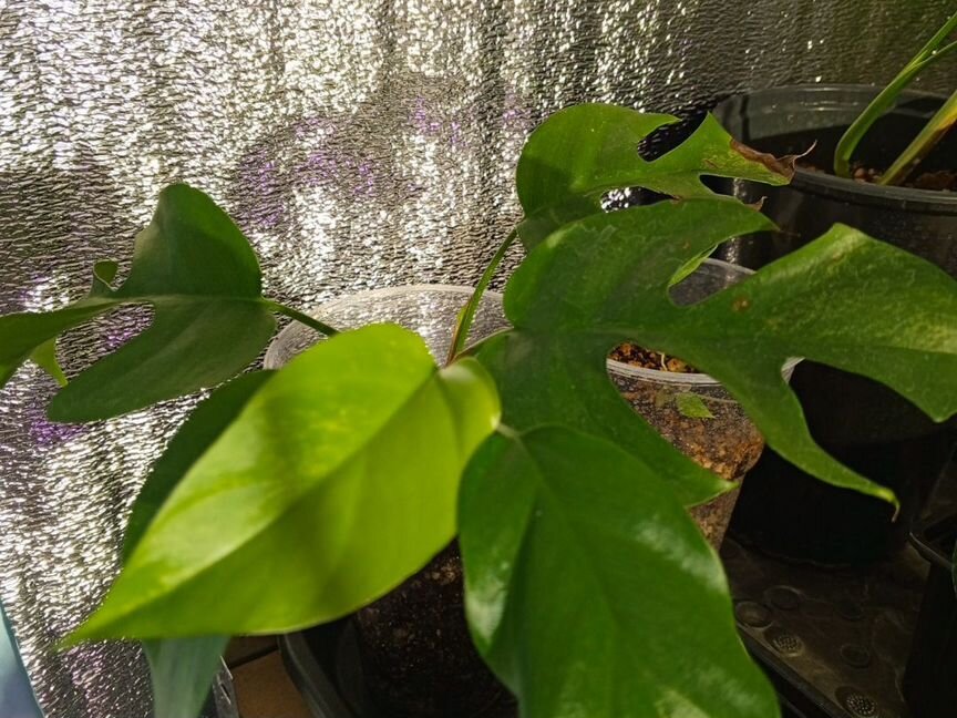 Рафидофора тетрасперма вариегатная, черенок