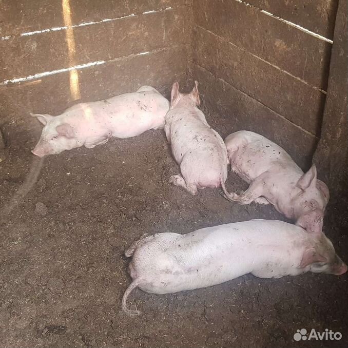 Поросята пьетрен