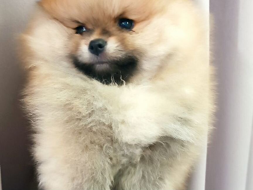 Померанский шпиц медвежьего типа