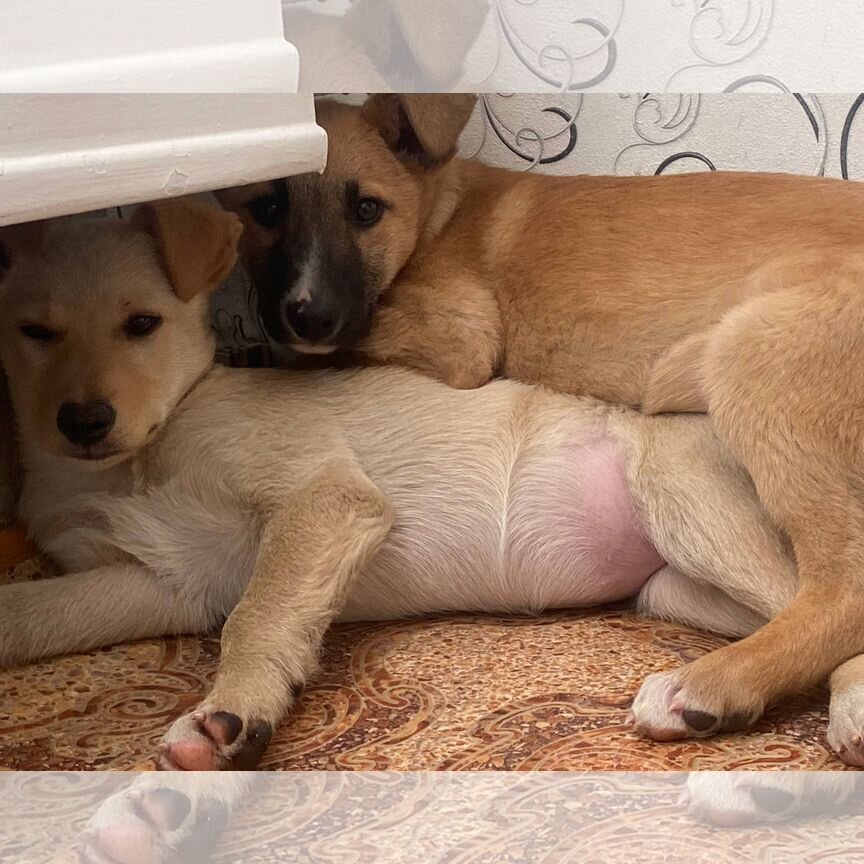 Щенок в добрые руки