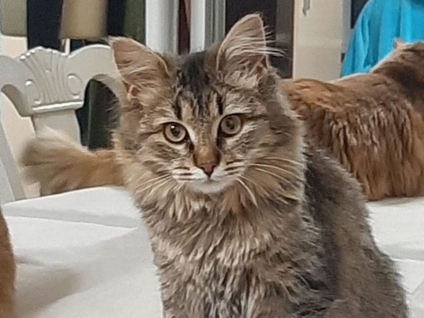 Кошка