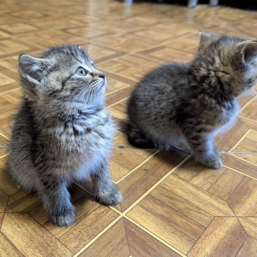 Шотландский прямоухий короткошёрстный котёнок