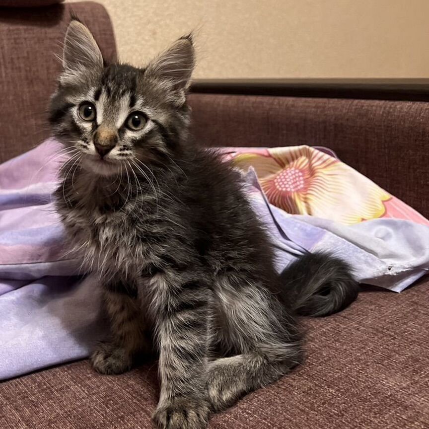 Котенок в добрые руки