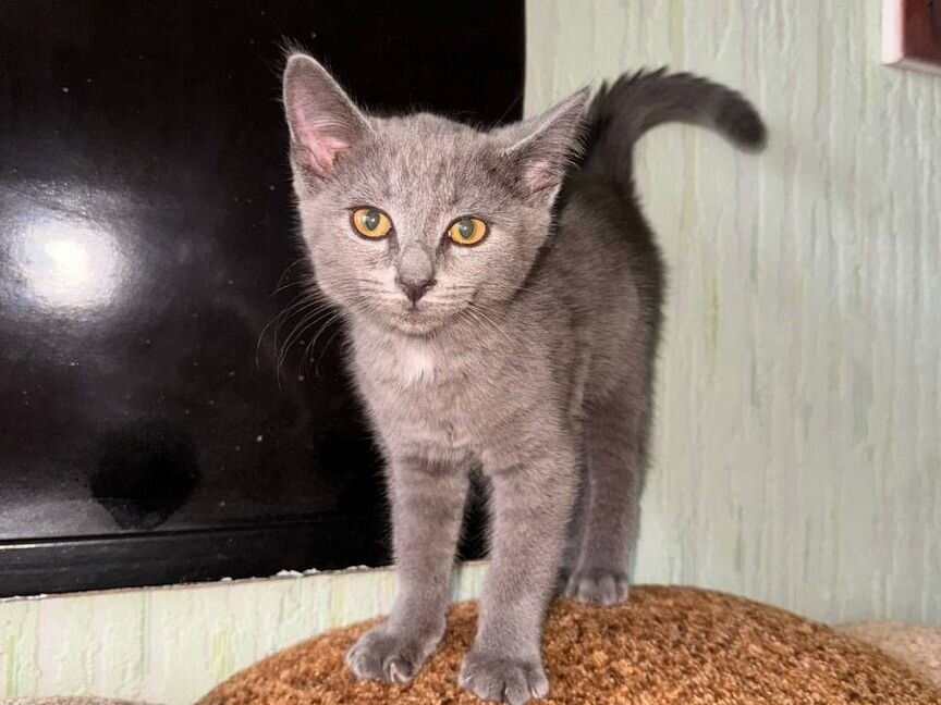 Тактильный котенок, лучший друг
