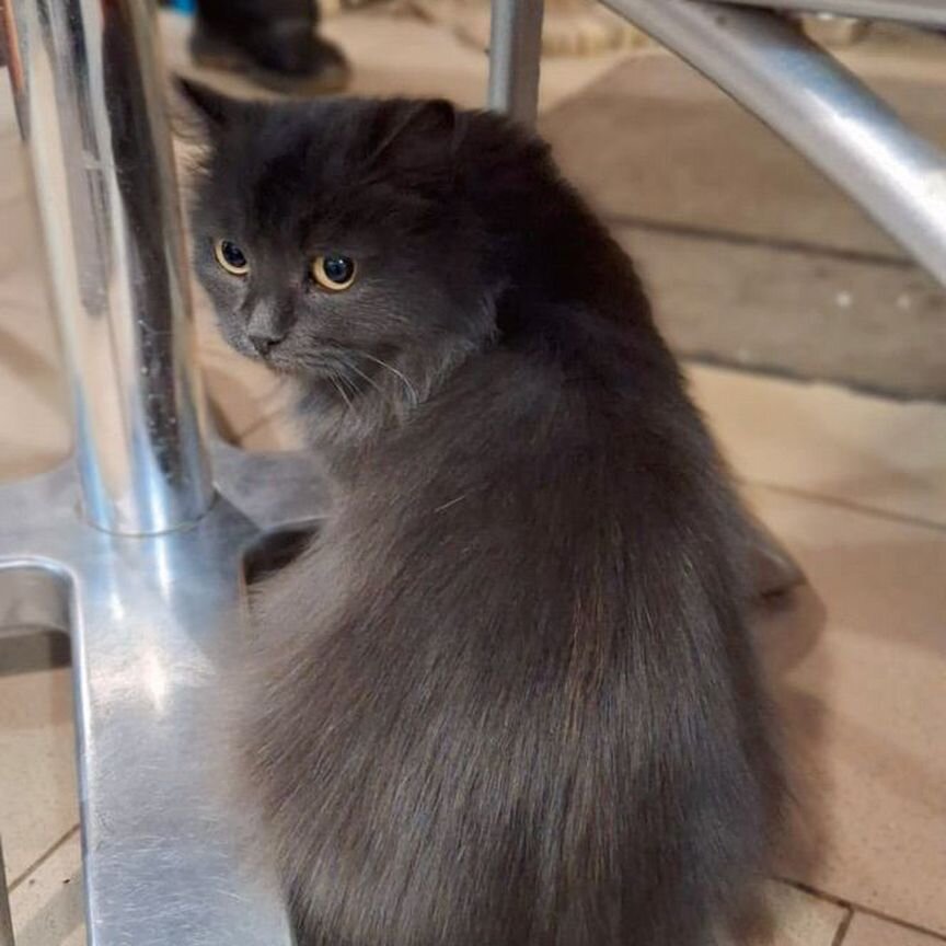 Кошка Нибелунг