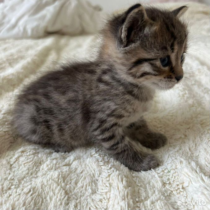 SavannahF6 SBT/ саваннаф6 сбт