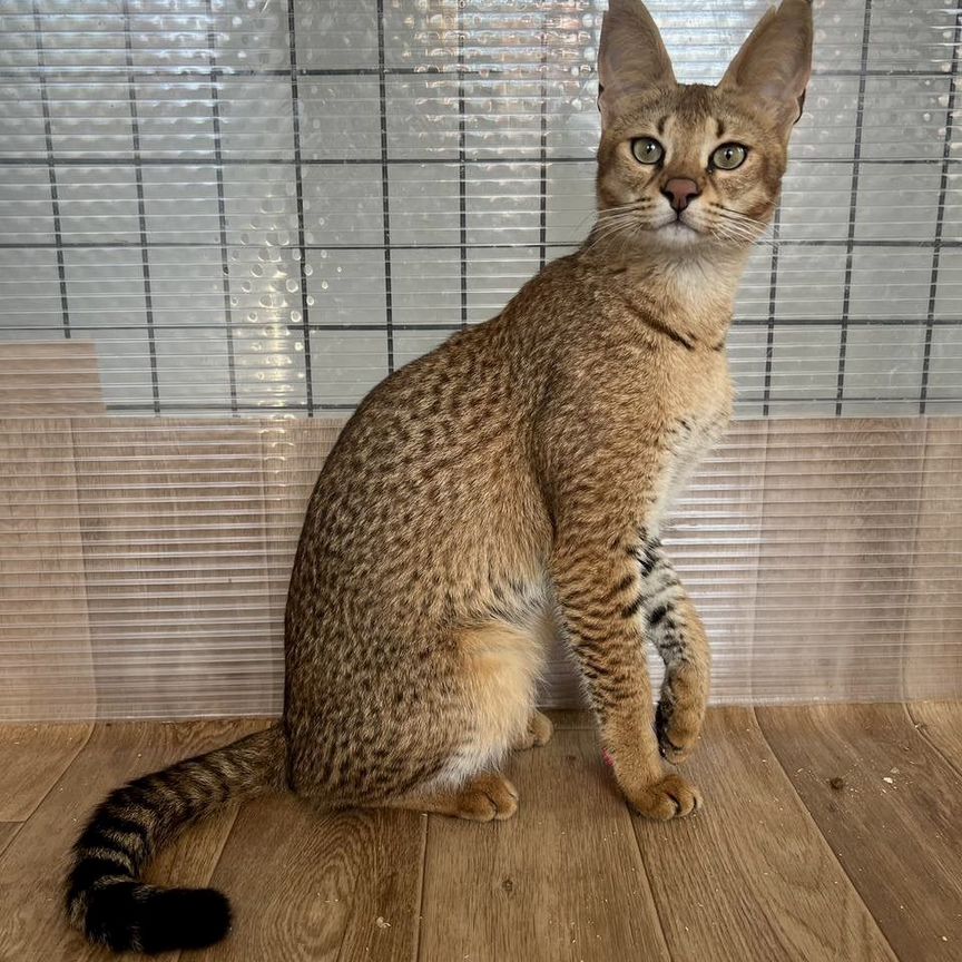 SavannahF1/Саванна Ф1