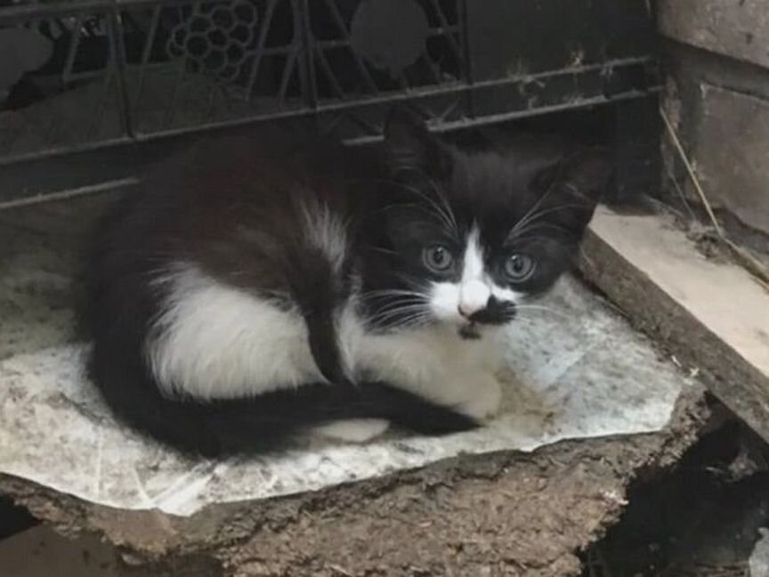 Котята в опасности. Нужна передержка или дом