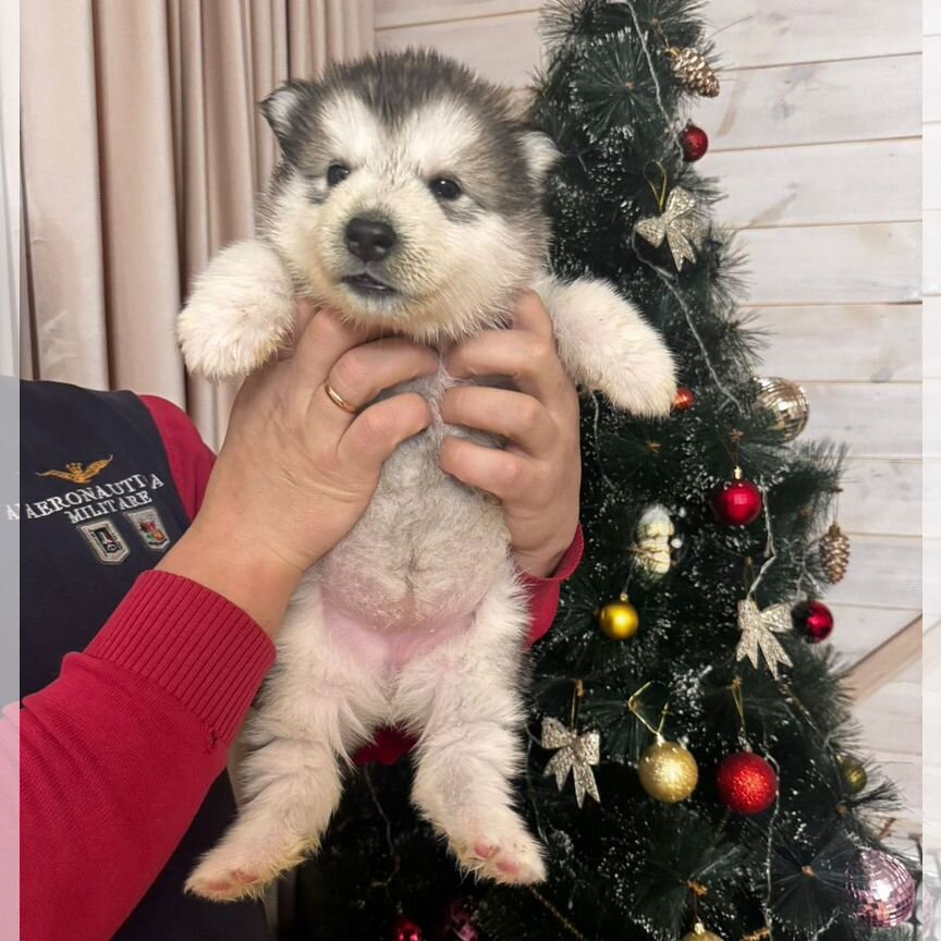 Щенки маламут