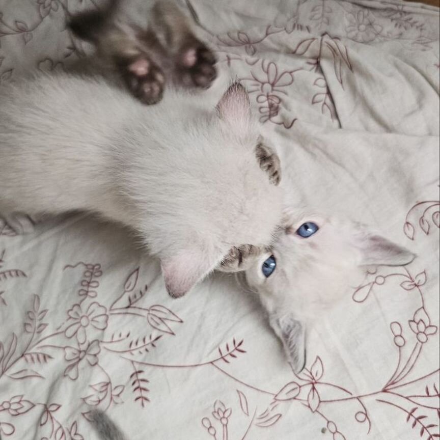 Котята 1,5 месяца