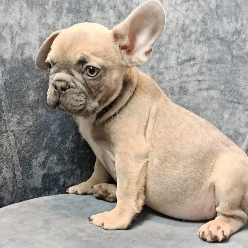 Французский бульдог, щенок