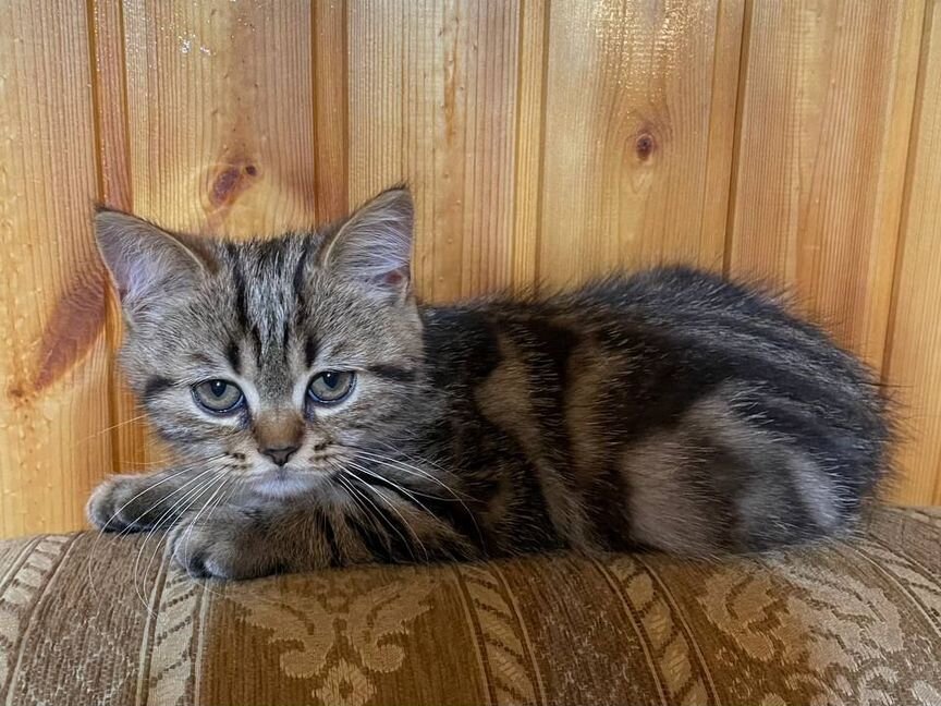Шотландский кот