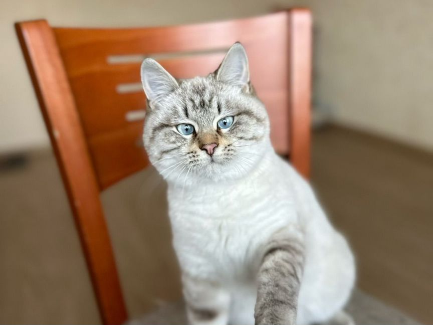 Отдам в добрые руки кошек