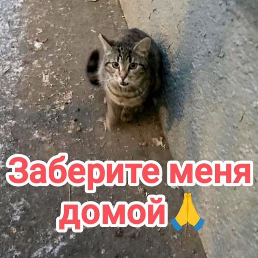 Кошечка Вера