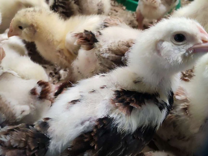 Петушки фавероль лососевые