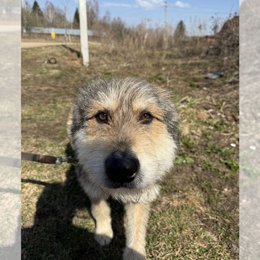 Песик в добрые руки