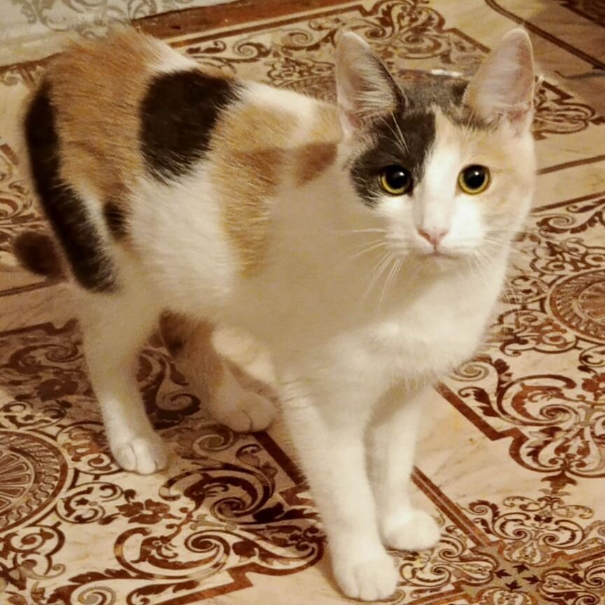 2 кошечки, отдам бесплатно