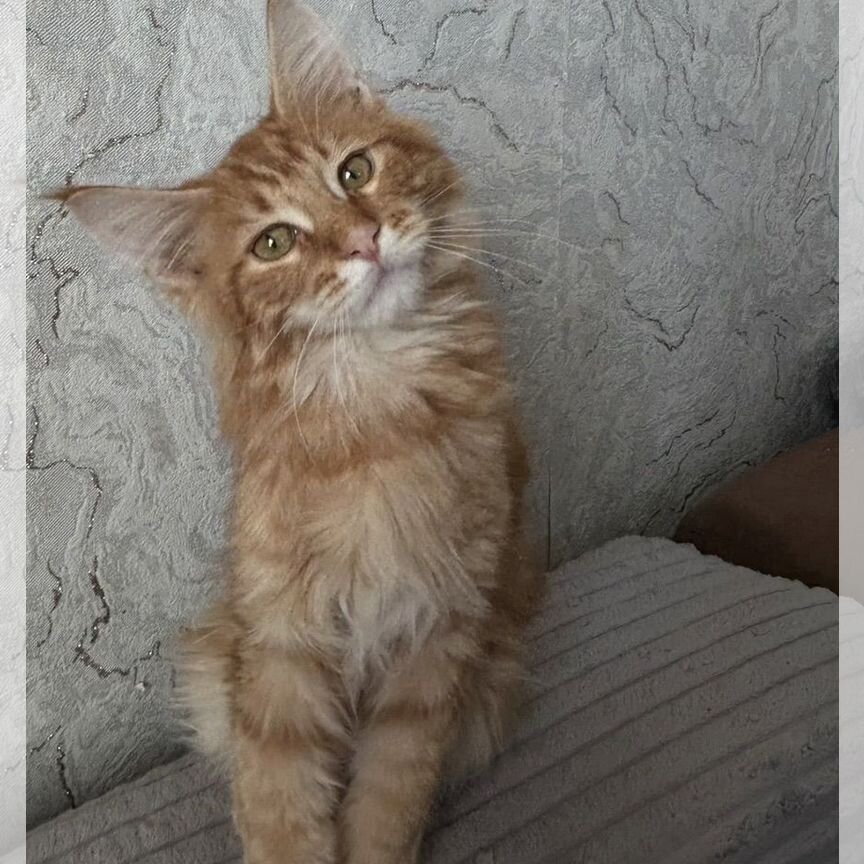 Мейн-кун котёнок