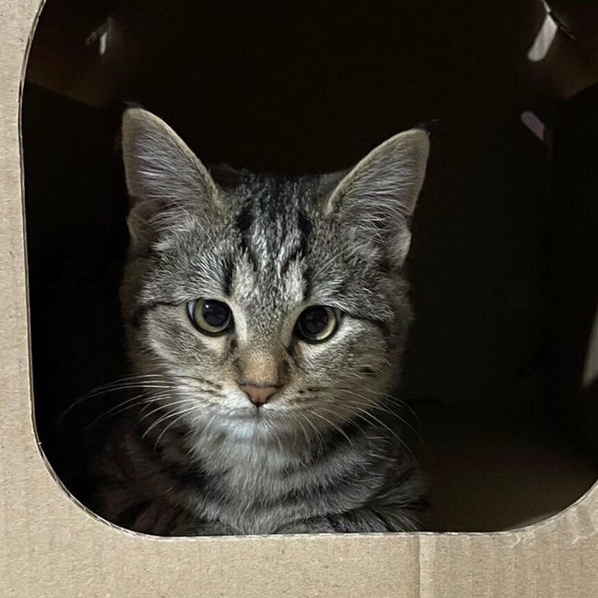 Славные котята ищут дом