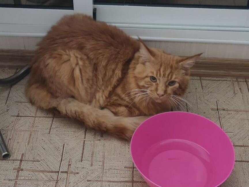 Мэйн кун 8 месяцев мальчик