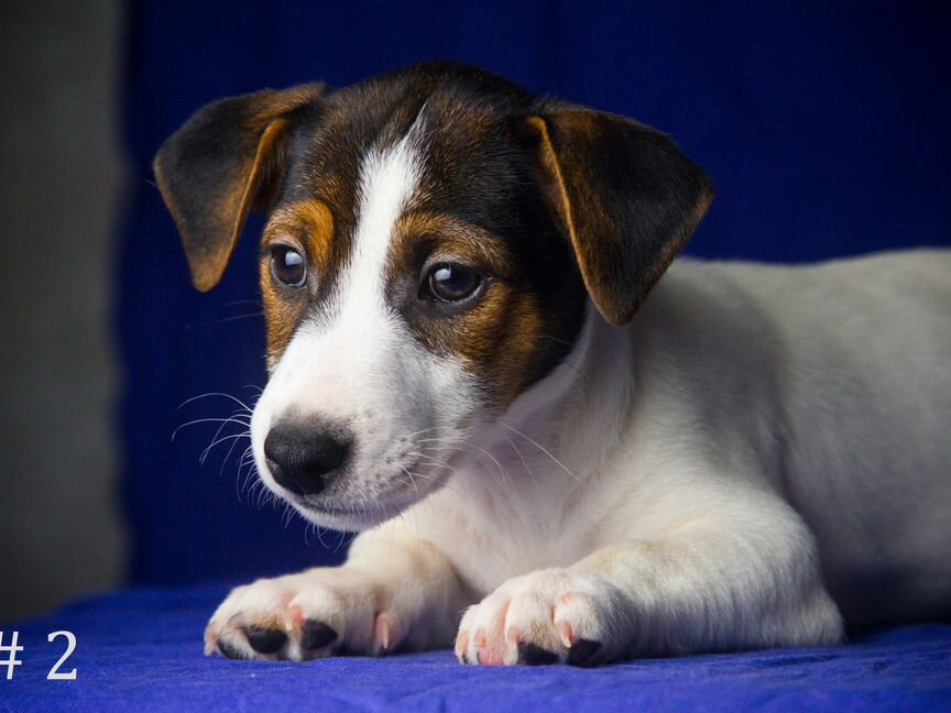 Две девочки Джек Рассел терьер