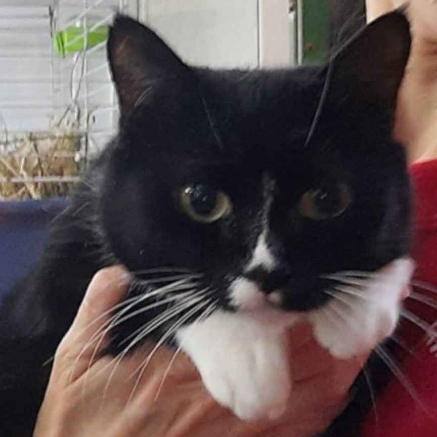 Взрослая, Девочка кошка в добрые руки