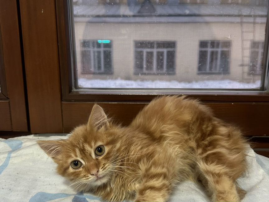 Котенок Лукоша ищет дом