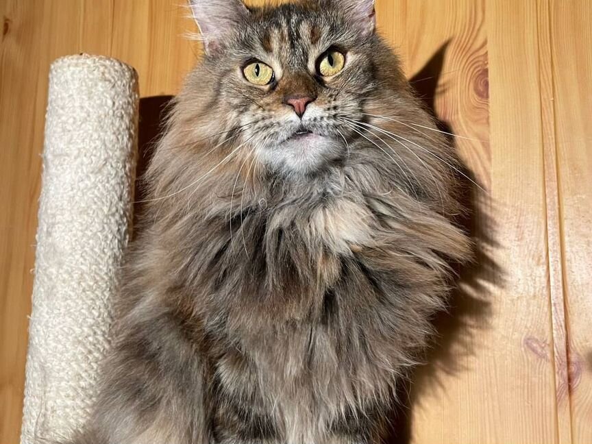 Мейн-кун в добрые ручки