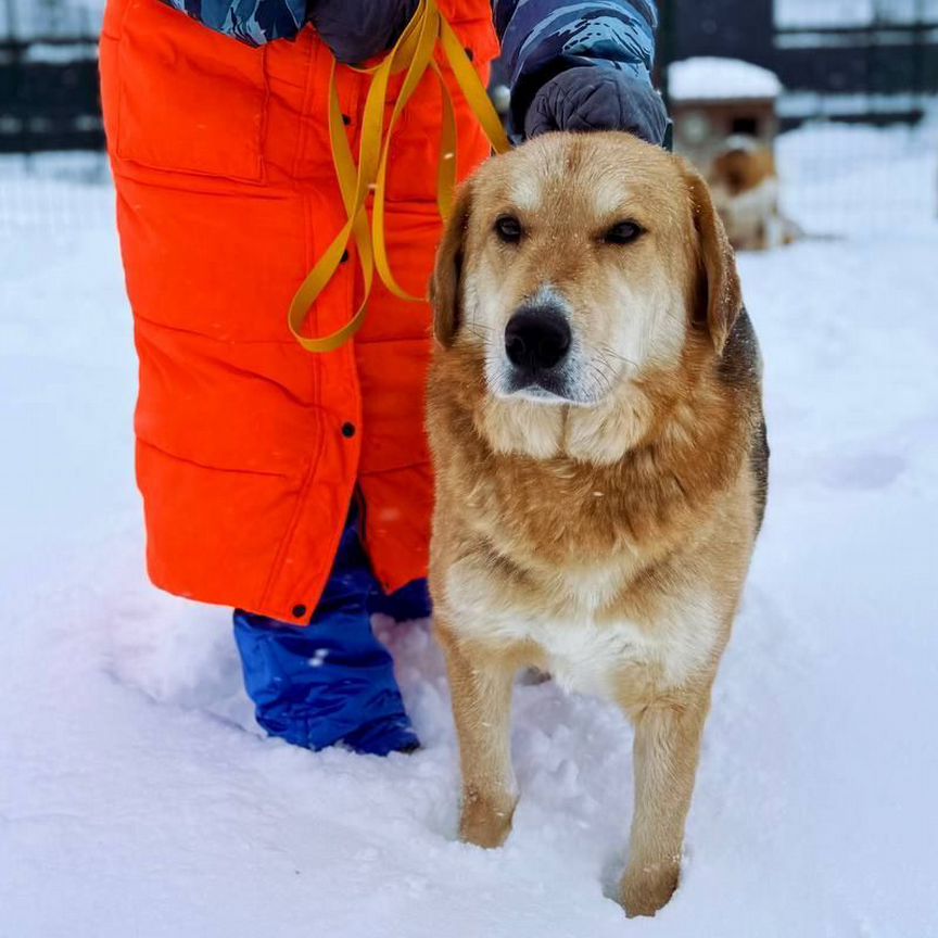 Взрослый пёс в добрые руки
