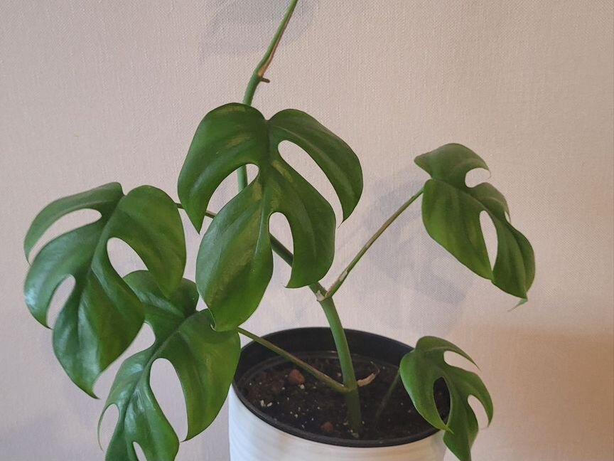 Рафидофора тетрасперма