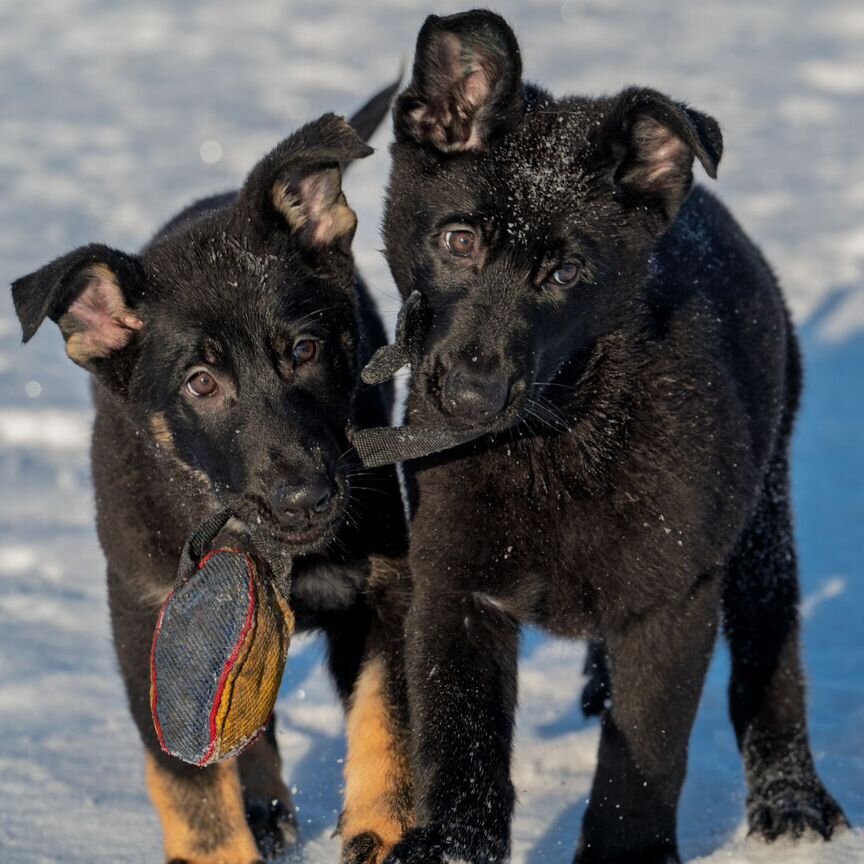 Немецкая овчарка, щенок