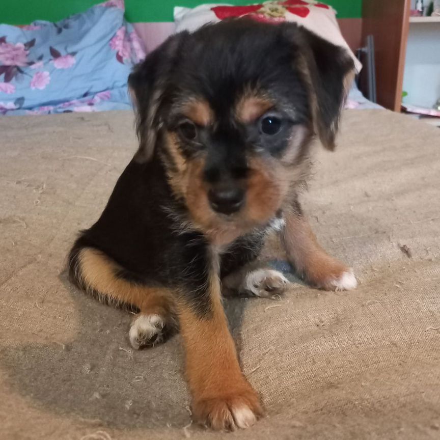 Йоркширский терьер, щенок