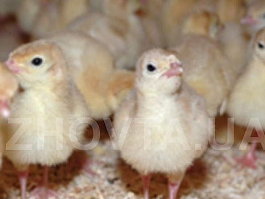 Индюшата Харбрид конвертер