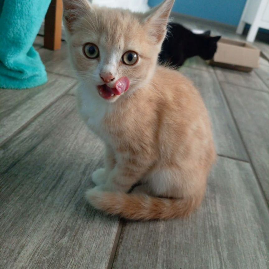 Котята из леса ищут дом