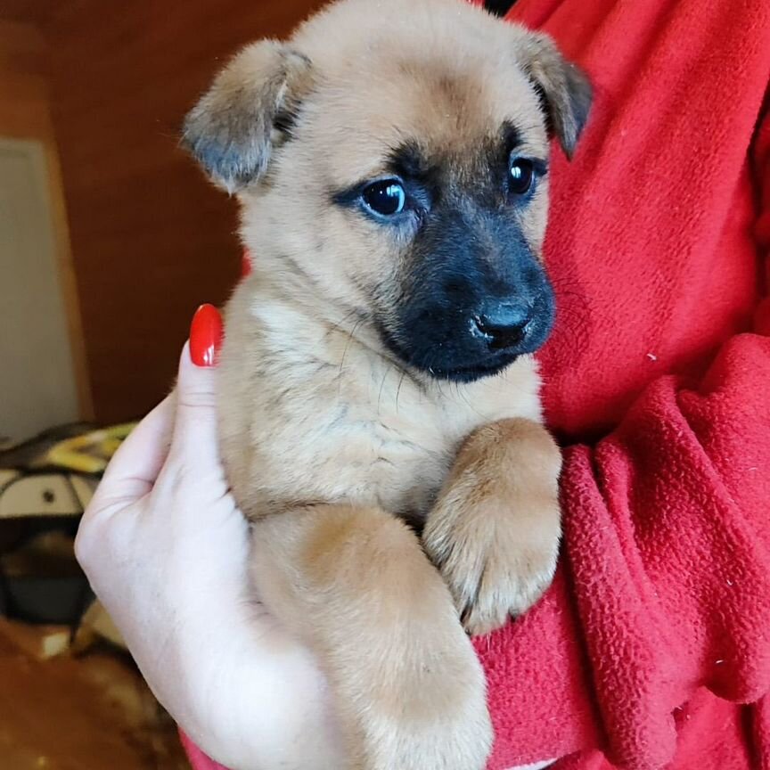 Щенок мальчик Бруно 2 мес ищет дом