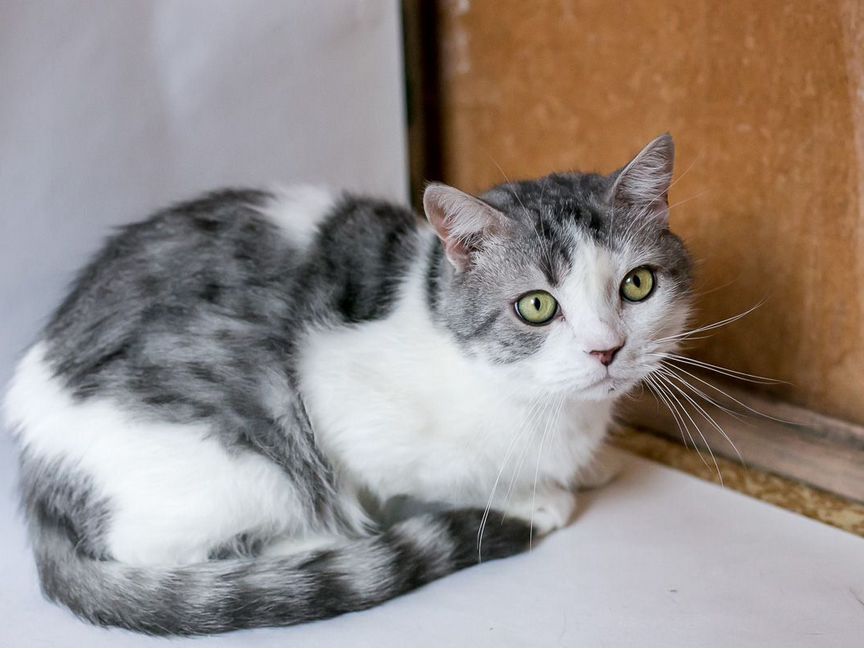 Кот в дар около 6 лет