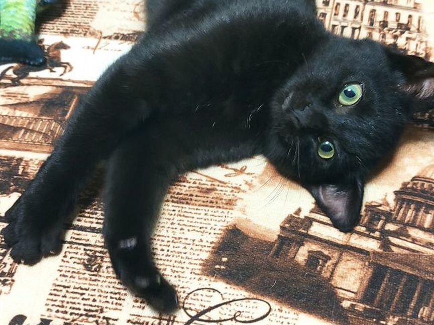 Котята в добрые руки даром бесплатно