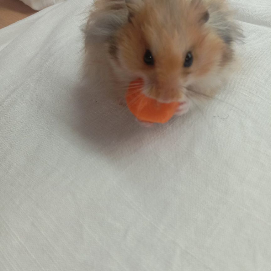 Передержка животных