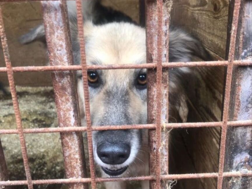 Несчастные собачки из приюта