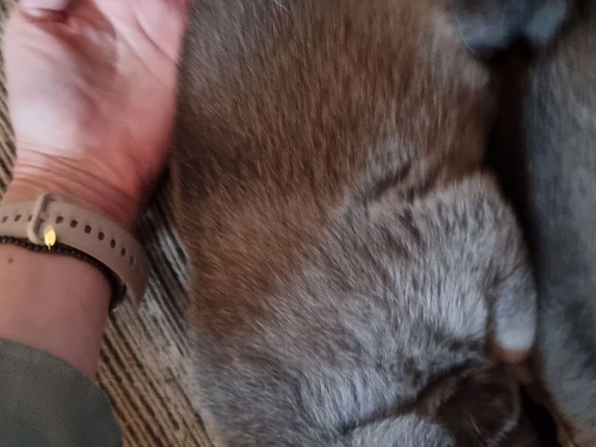 Щенки бесплатно