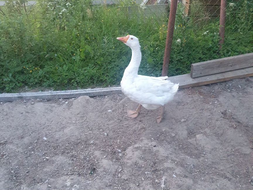 Гусь