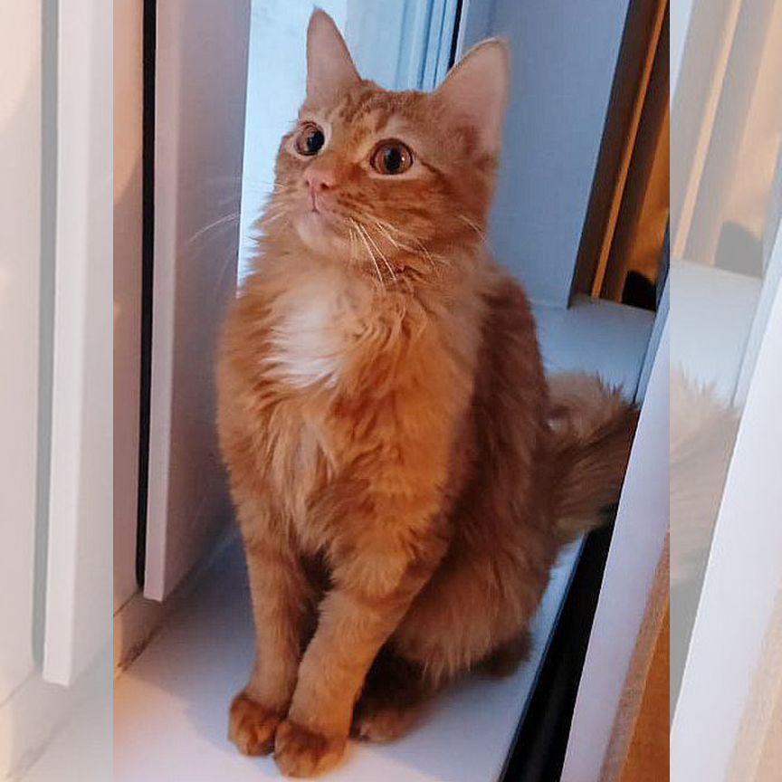 Кота бросили хозяева
