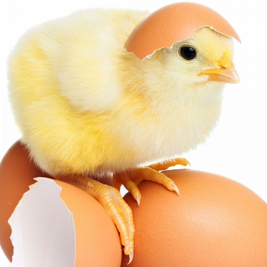 Цыплята суточные