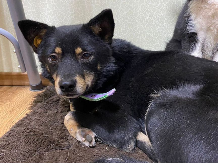 Маленькая собачка в добрые руки