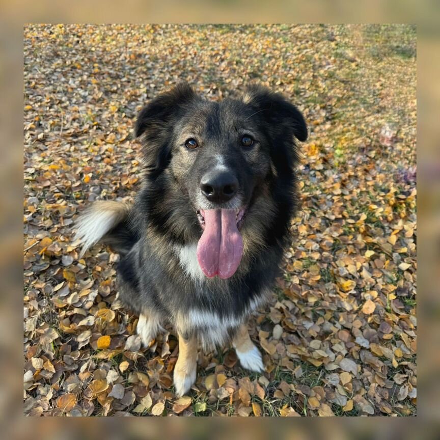 Собака стала не нужна